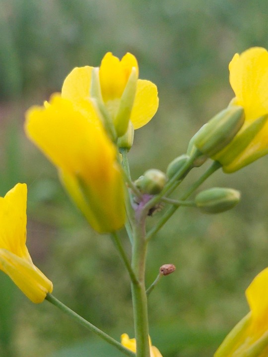 Mustard Flower Colorful Nature - Free photo on Pixabay - Pixabay