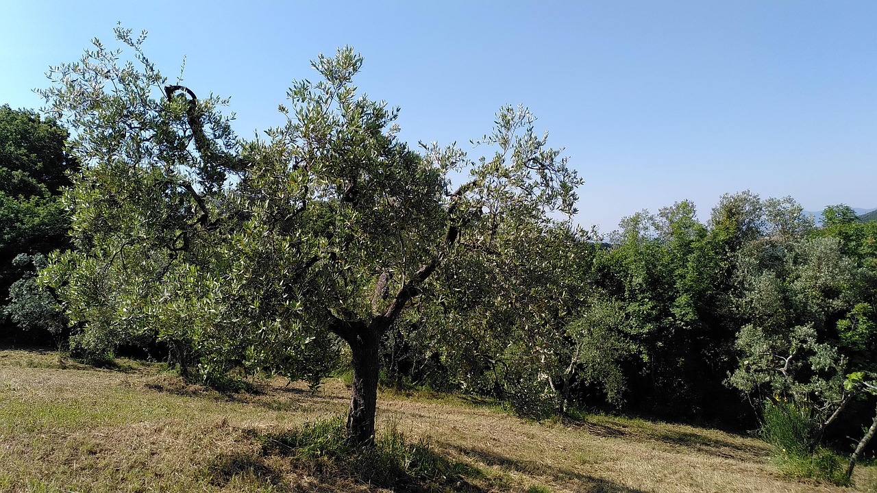 Olivo Olive Tree - Free photo on Pixabay - Pixabay