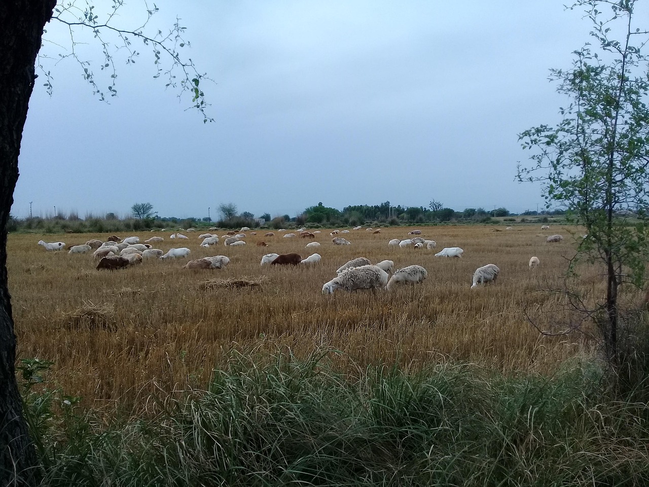Nature Field - Free photo on Pixabay - Pixabay