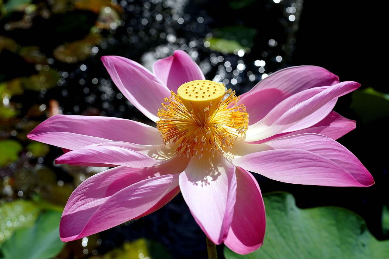 Lotus Flower Pink - Free photo on Pixabay - Pixabay