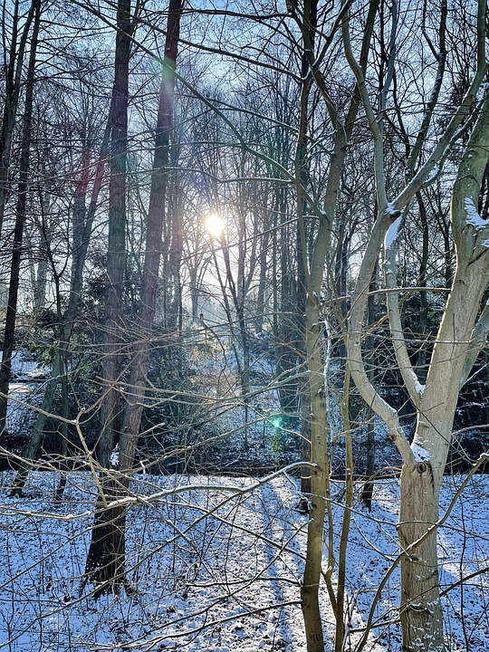 Sun Cold Winter - Free photo on Pixabay - Pixabay