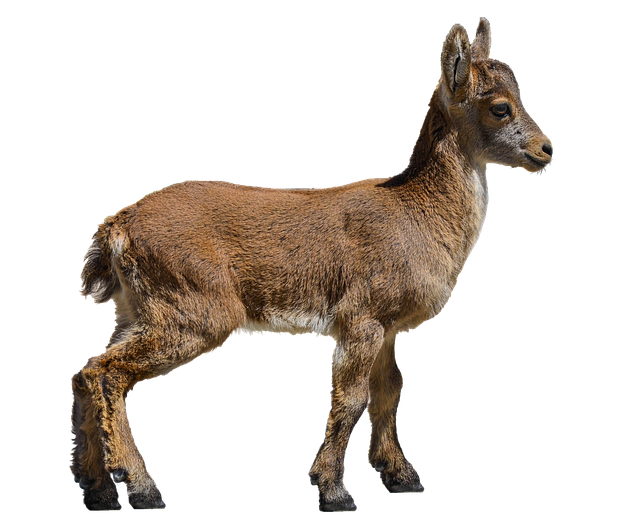 Iberischer Steinbock Bergziege - Kostenloses Bild auf Pixabay