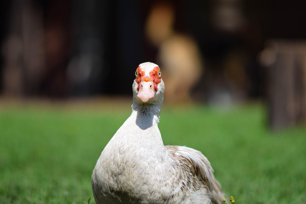 Duck Bird Animal - Free photo on Pixabay - Pixabay