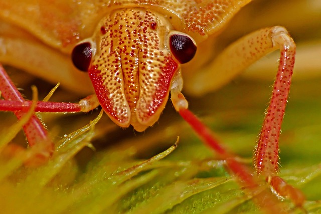 Punaise Insecte Volant Des - Photo gratuite sur Pixabay - Pixabay