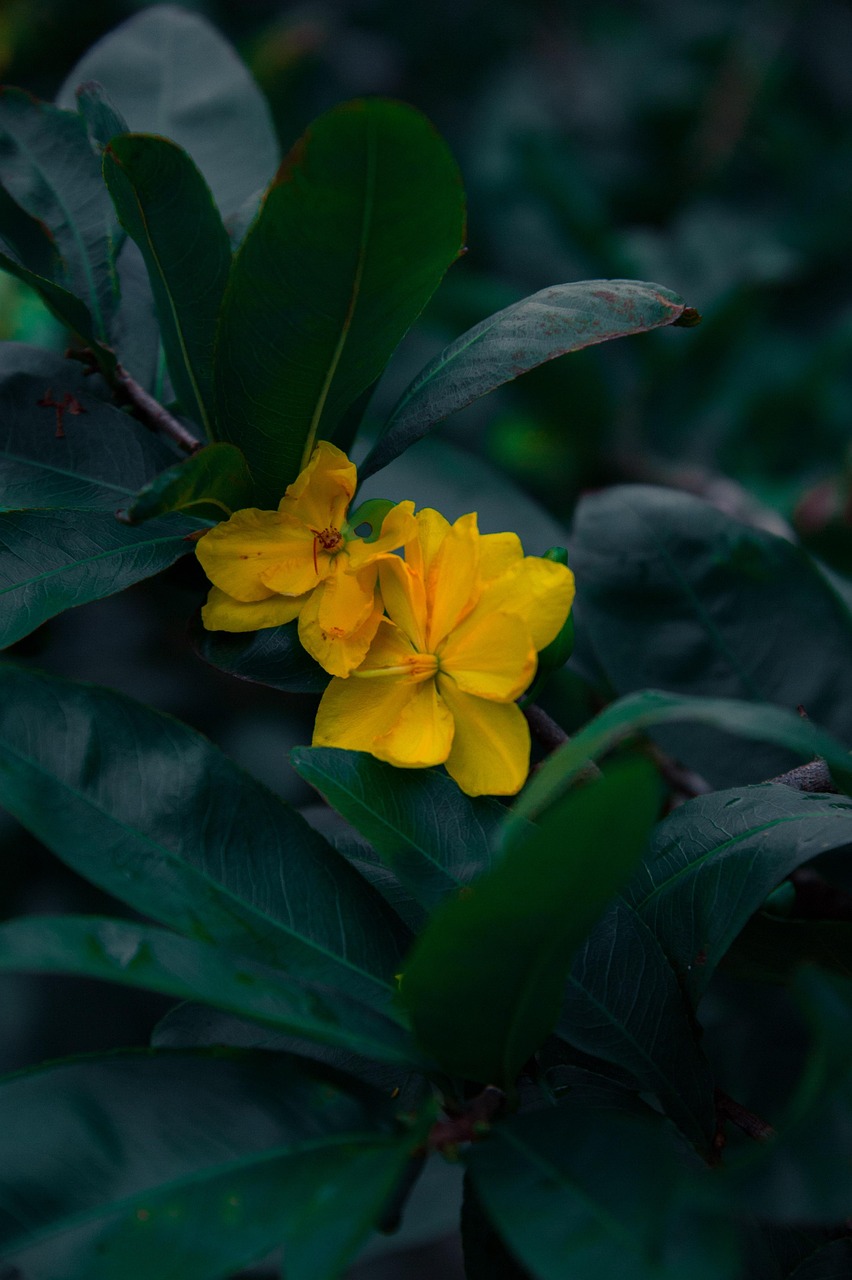 Yellow Mai Flower Flowers Plant - Free photo on Pixabay - Pixabay