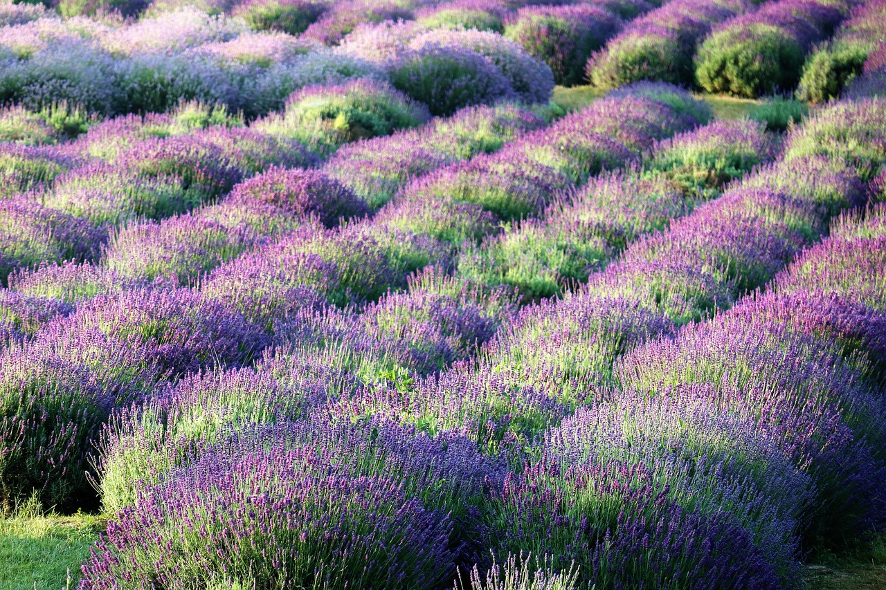 Lavenders Flowers Lavender Field - Free photo on Pixabay