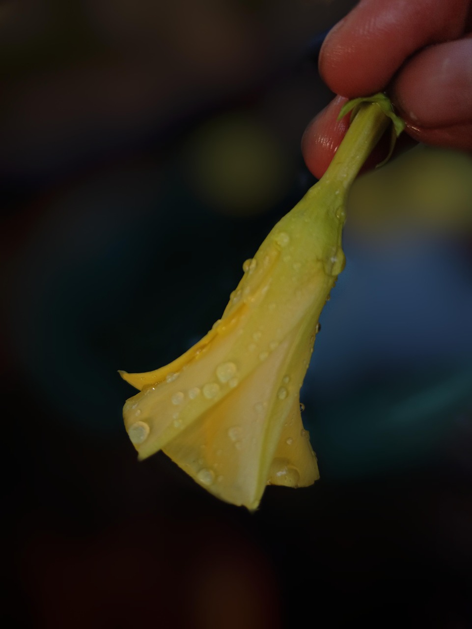 Yellow Oleander Flower Dew - Free photo on Pixabay