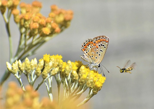 Rhopalocera Butterfly Flowers - Free photo on Pixabay