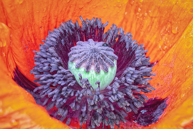 Poppy California Bunga Polong Biji - Foto gratis di Pixabay - Pixabay