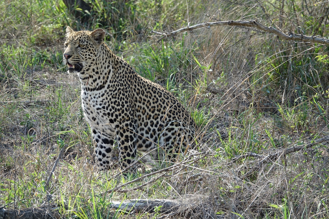 Leopard Animal Safari - Free photo on Pixabay
