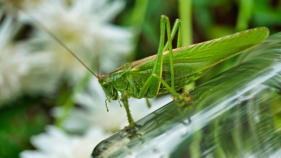 Insect Sprinkhaan Groente - Gratis foto op Pixabay - Pixabay