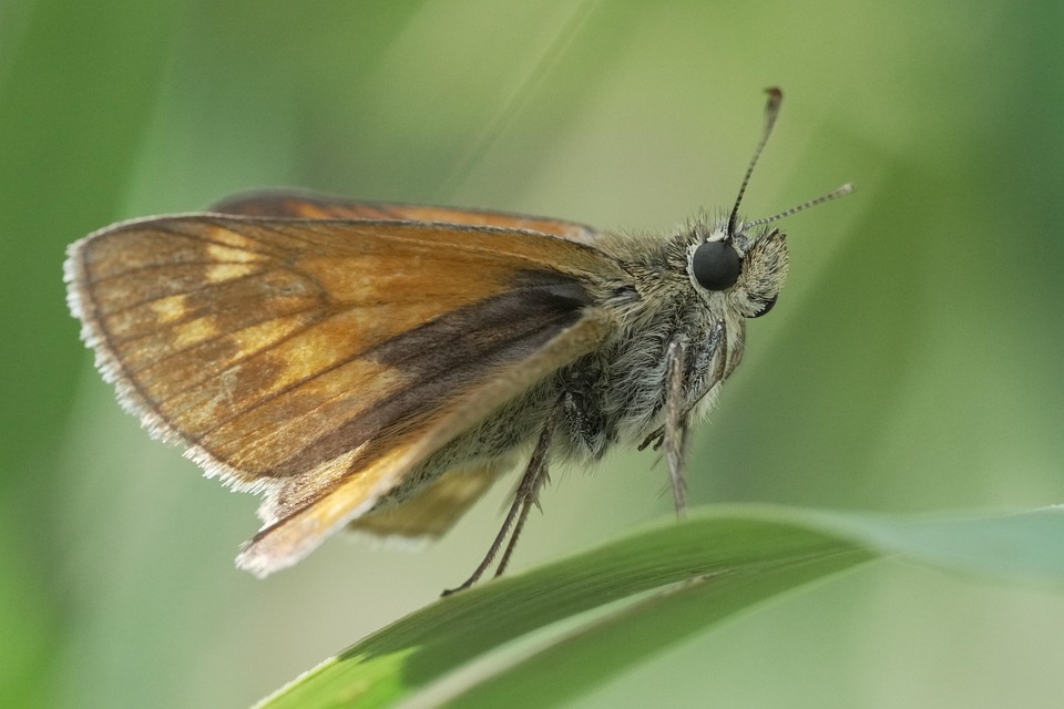 Skipper Butterfly Insect Winged - Free photo on Pixabay - Pixabay