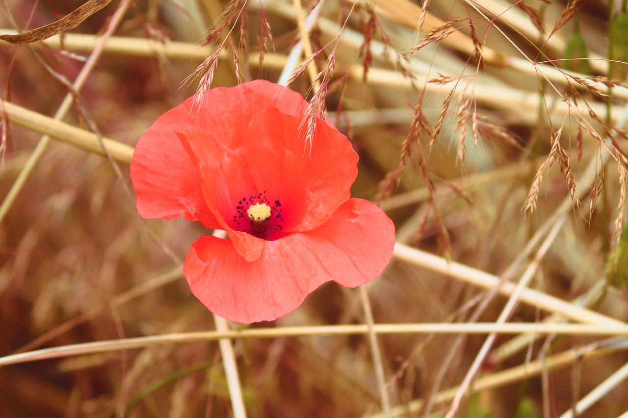 Poppy Flower Red - Free photo on Pixabay - Pixabay