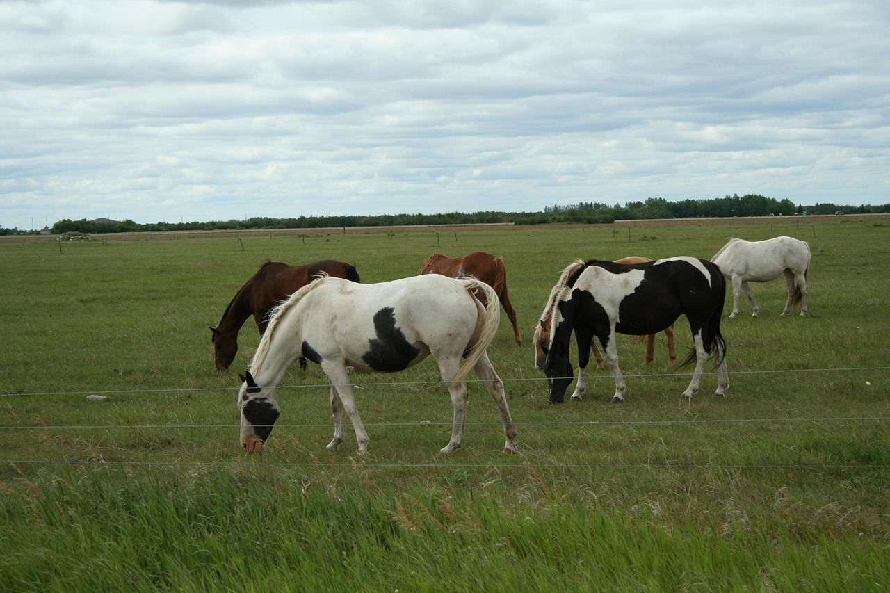 Cavalos Animais Equídeos - Foto gratuita no Pixabay - Pixabay