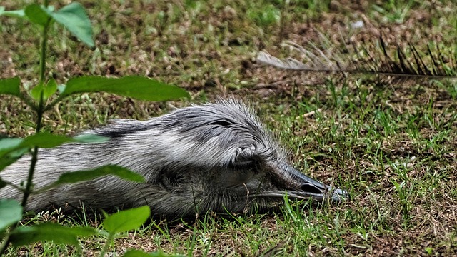 Ostrich Bird Sleeping - Free photo on Pixabay - Pixabay