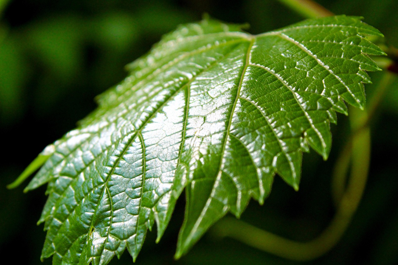 Feuille Plantes Nervures Des - Photo gratuite sur Pixabay - Pixabay