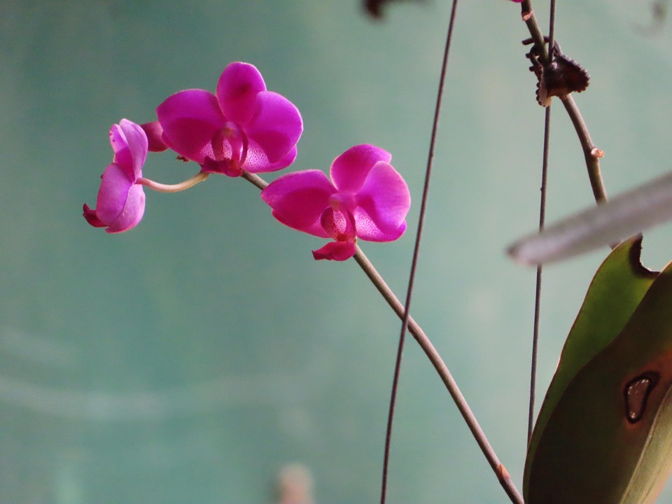 Nature Orchidée Rose Fleur - Photo gratuite sur Pixabay