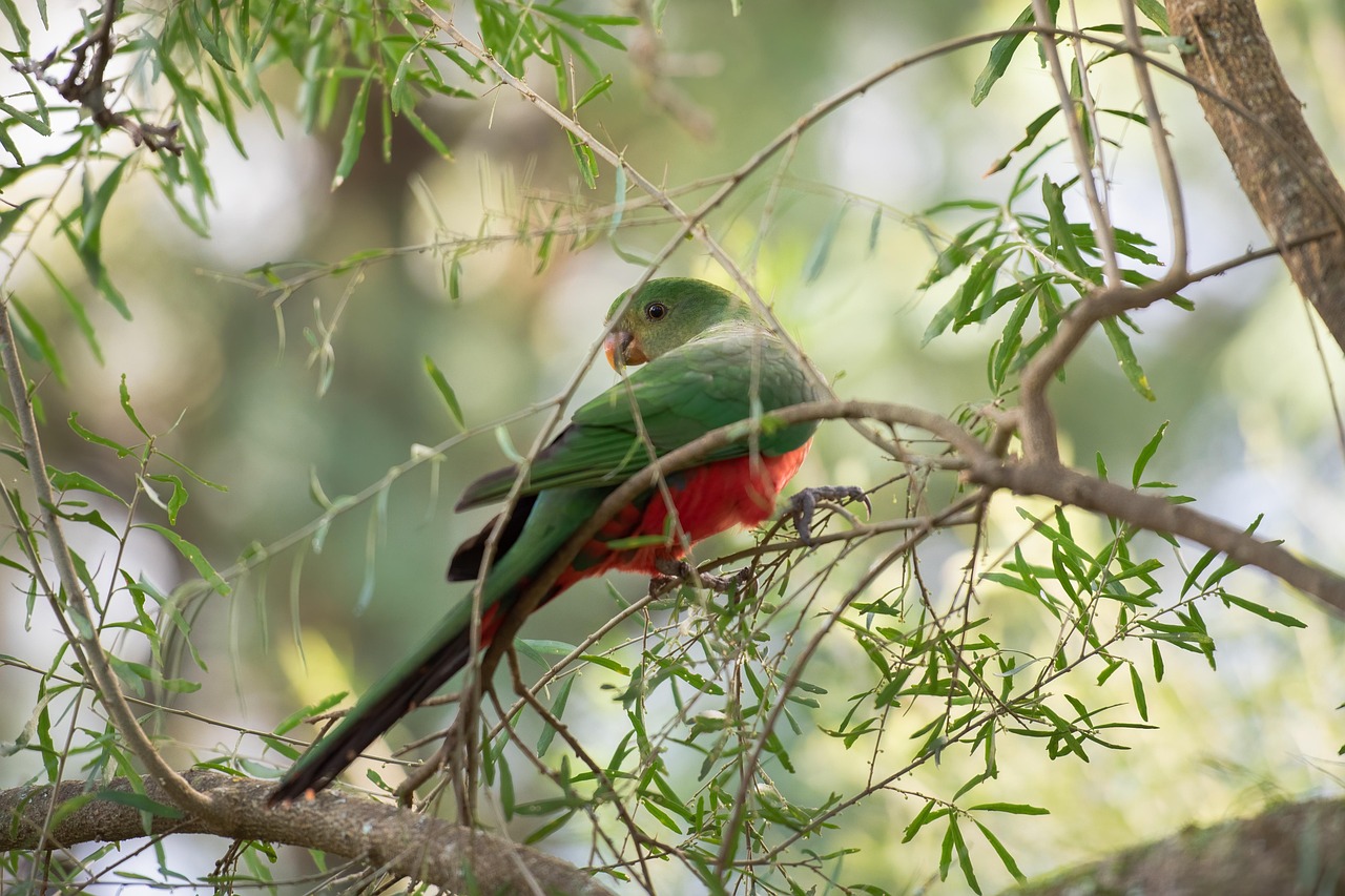 Loro Rey Australiano Pájaro - Foto gratis en Pixabay - Pixabay