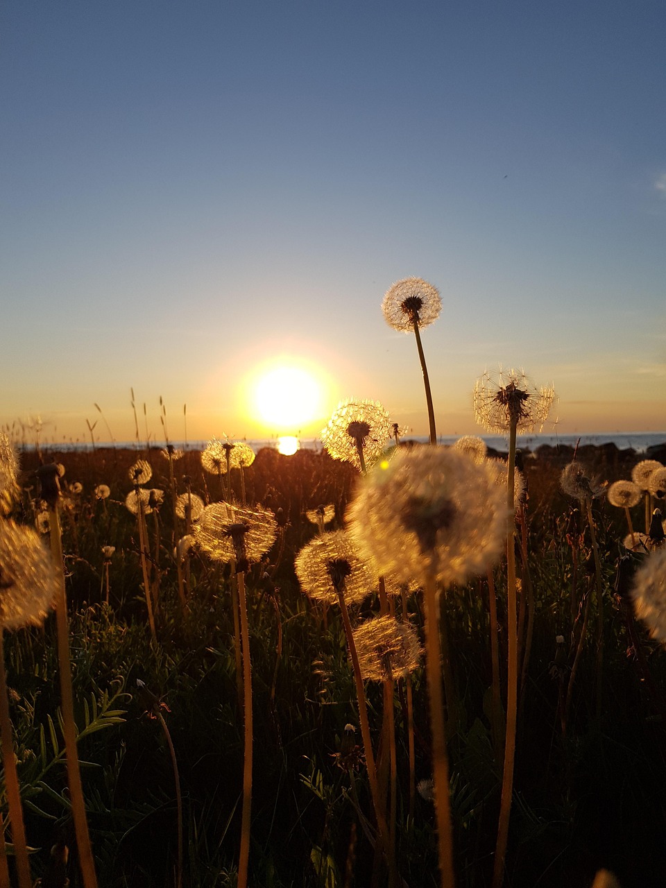 Dandelion Sunset - Free photo on Pixabay - Pixabay