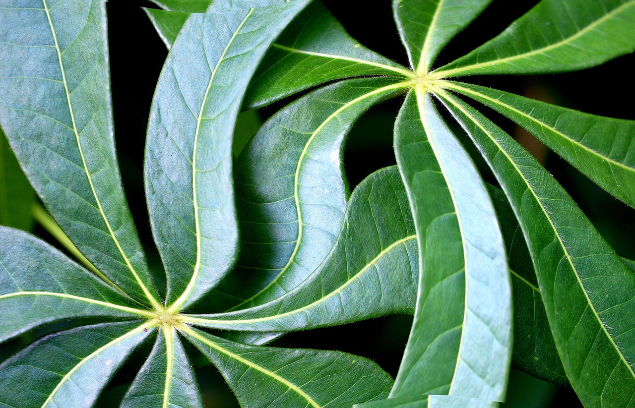 Feuilles Feuillage Tourbillonne - Photo gratuite sur Pixabay - Pixabay