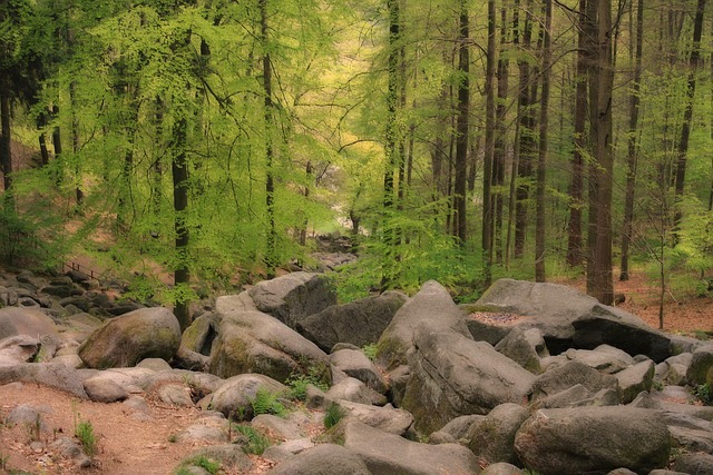 Nature Rock Forest - Free photo on Pixabay