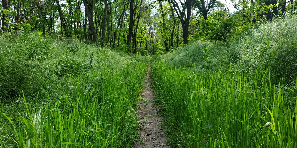 The Old Path Grass Forest - Free photo on Pixabay - Pixabay