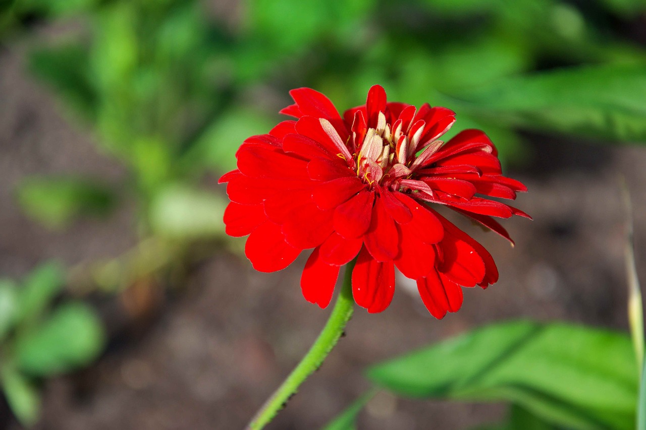 Zinnia Fleur Rouge - Photo gratuite sur Pixabay - Pixabay