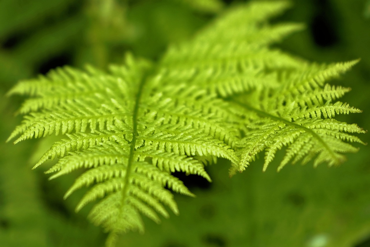 Pakis Daun-Daun Tanaman - Foto gratis di Pixabay - Pixabay