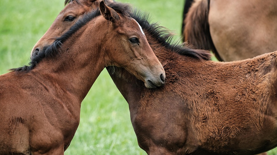 Caballos Potro Animales - Foto gratis en Pixabay