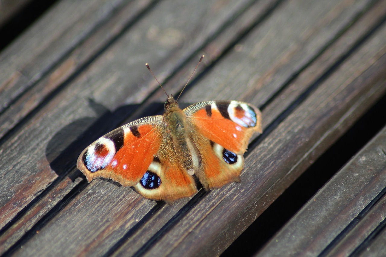 Butterfly Peacock Insect - Free photo on Pixabay - Pixabay