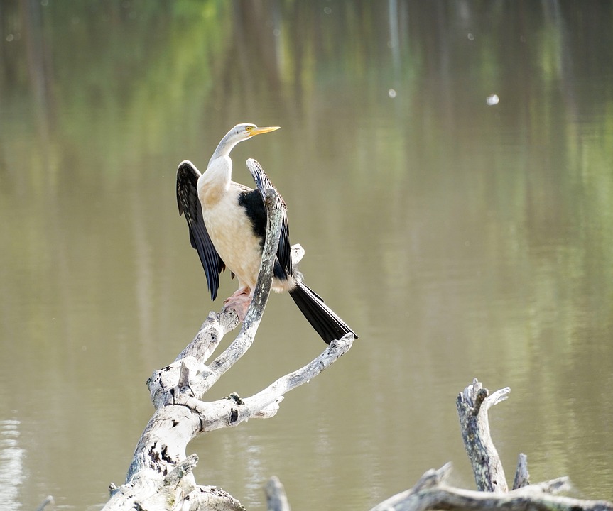 Animal Oiseau Lac - Photo gratuite sur Pixabay - Pixabay