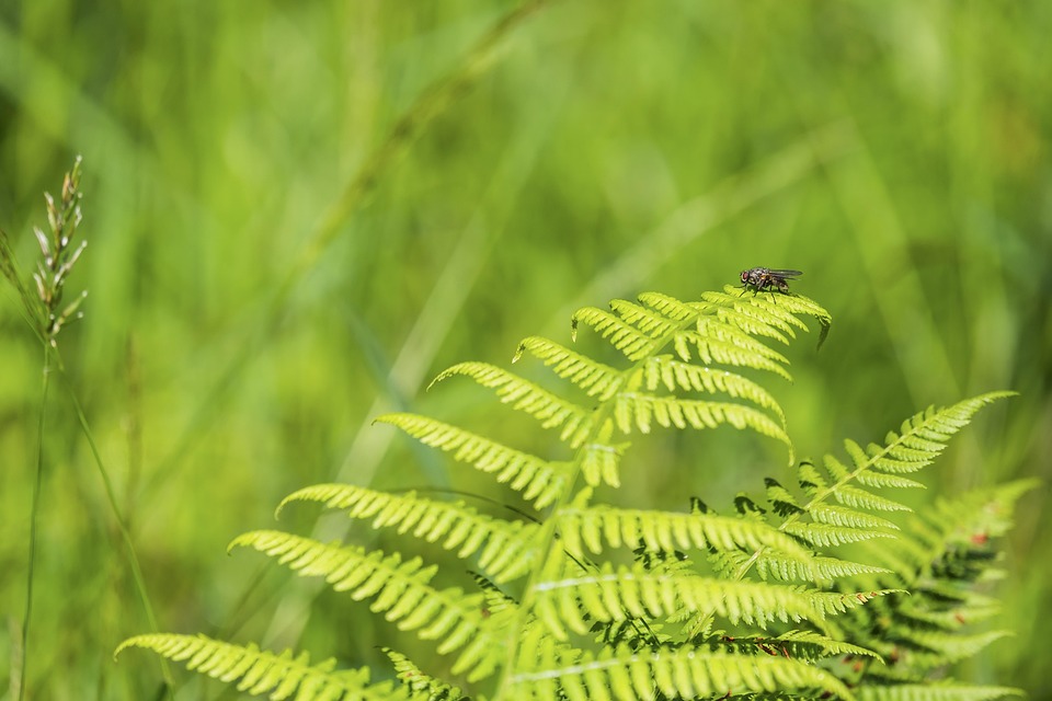 Fly Insect Fern - Free photo on Pixabay