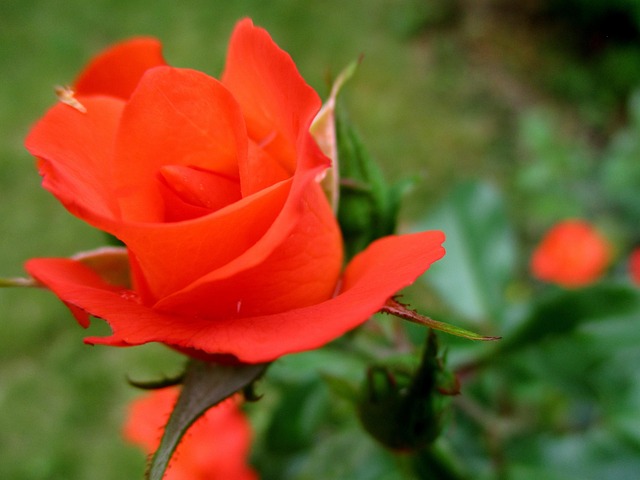 Rose Amor Beleza - Foto gratuita no Pixabay - Pixabay