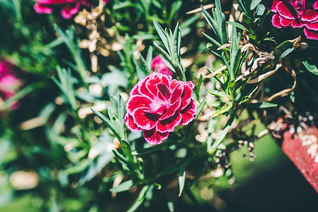 Bunga Anyelir Mekar - Foto gratis di Pixabay - Pixabay