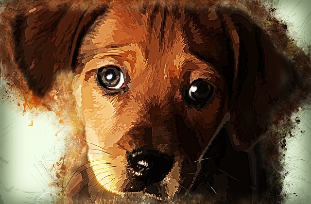 Chiot Mignon Chien - Image gratuite sur Pixabay - Pixabay