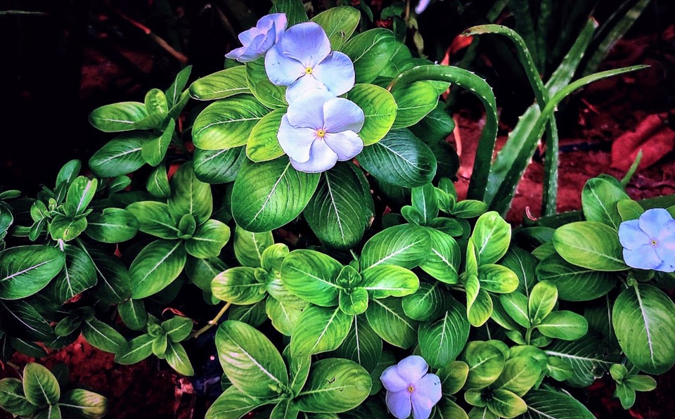 Vinca Pervenche - Photo gratuite sur Pixabay - Pixabay