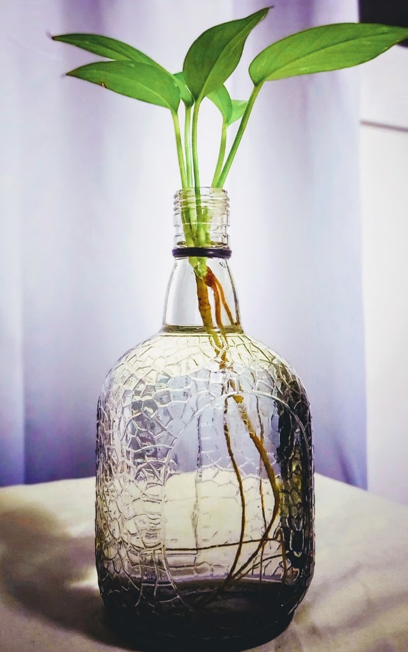 Angiosperma Família Arum Planta De - Foto gratuita no Pixabay - Pixabay