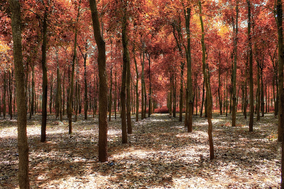Autumn Landscape Nature - Free photo on Pixabay