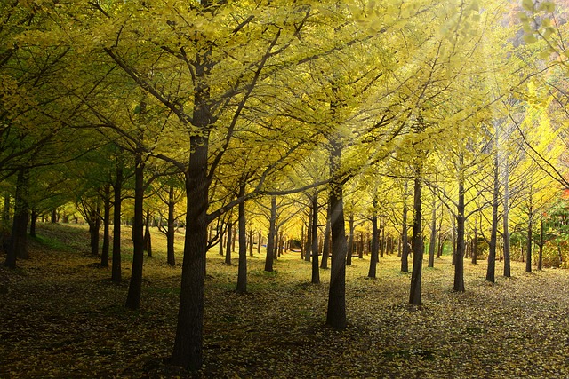 Ginkgo Grove Forest Trees - Free photo on Pixabay