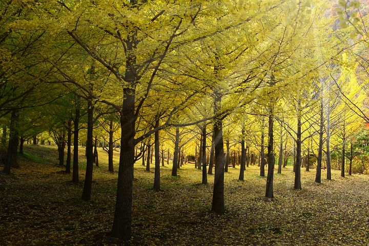 300+ Free Ginkgo & Ginkgo Biloba Images
