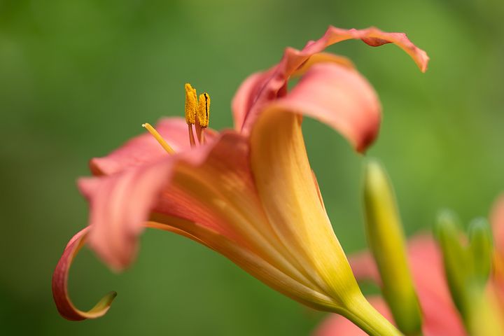 600+ Free Daylily & Flower Images