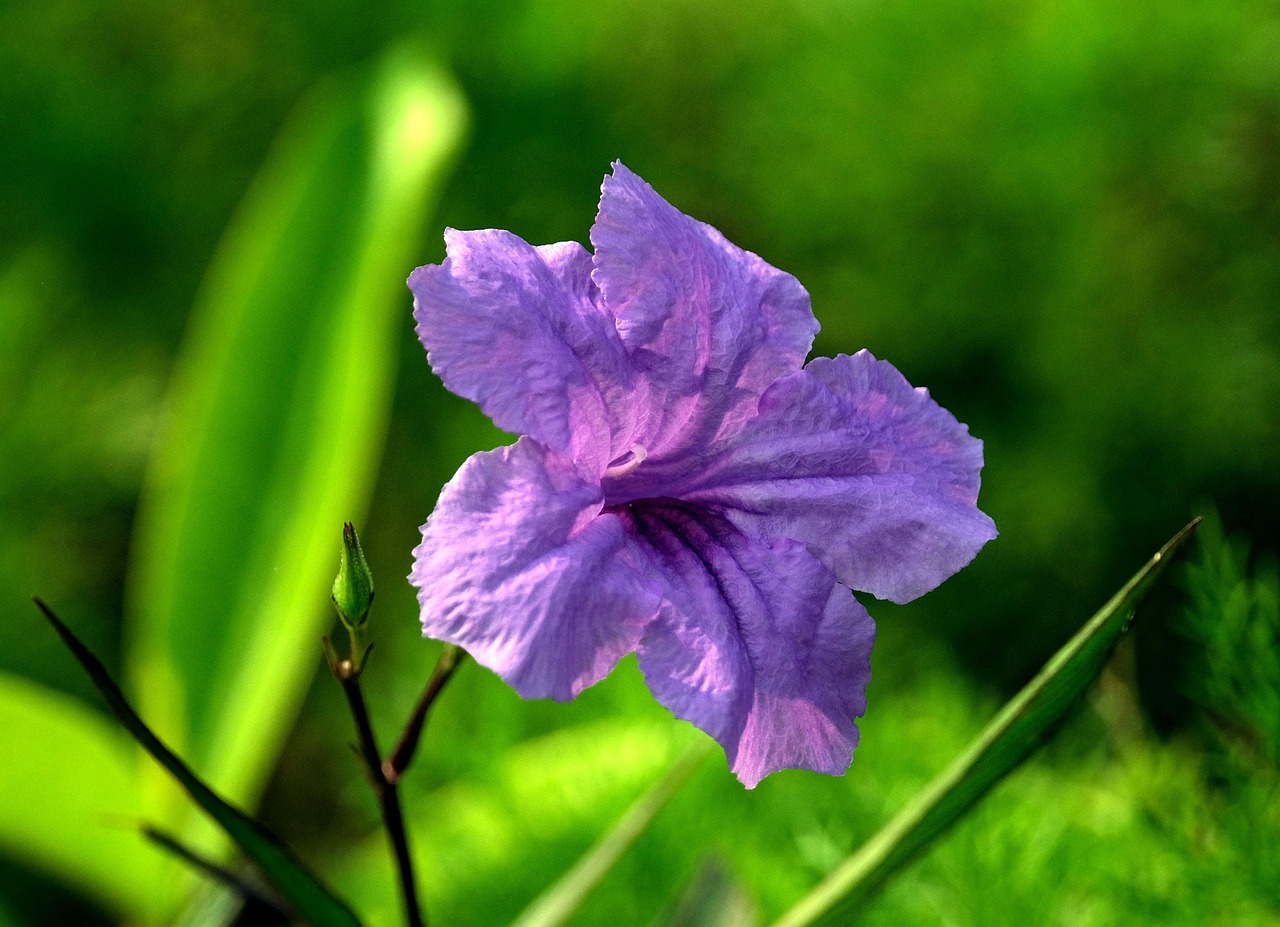 Ruellia Flower Purple - Free photo on Pixabay - Pixabay Ruellia Flower Purple - Free photo on Pixabay - Pixabay
