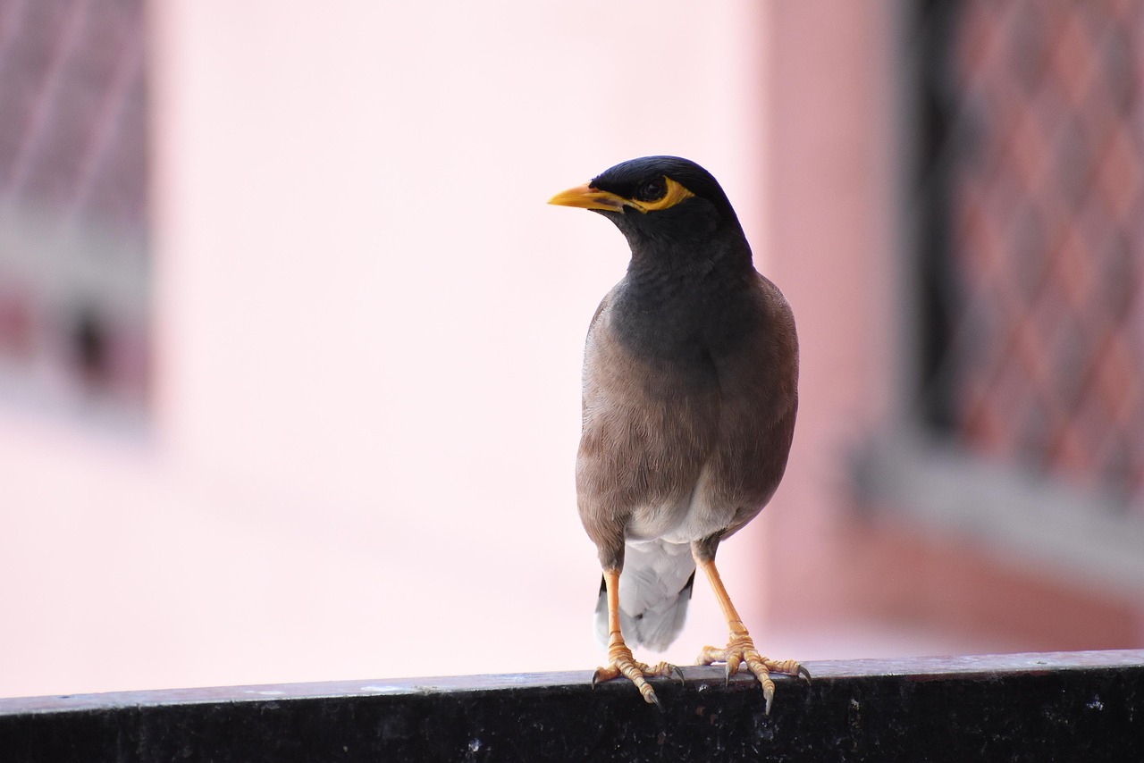 Common Myna Bird - Free photo on Pixabay - Pixabay Common Myna Bird - Free photo on Pixabay - Pixabay