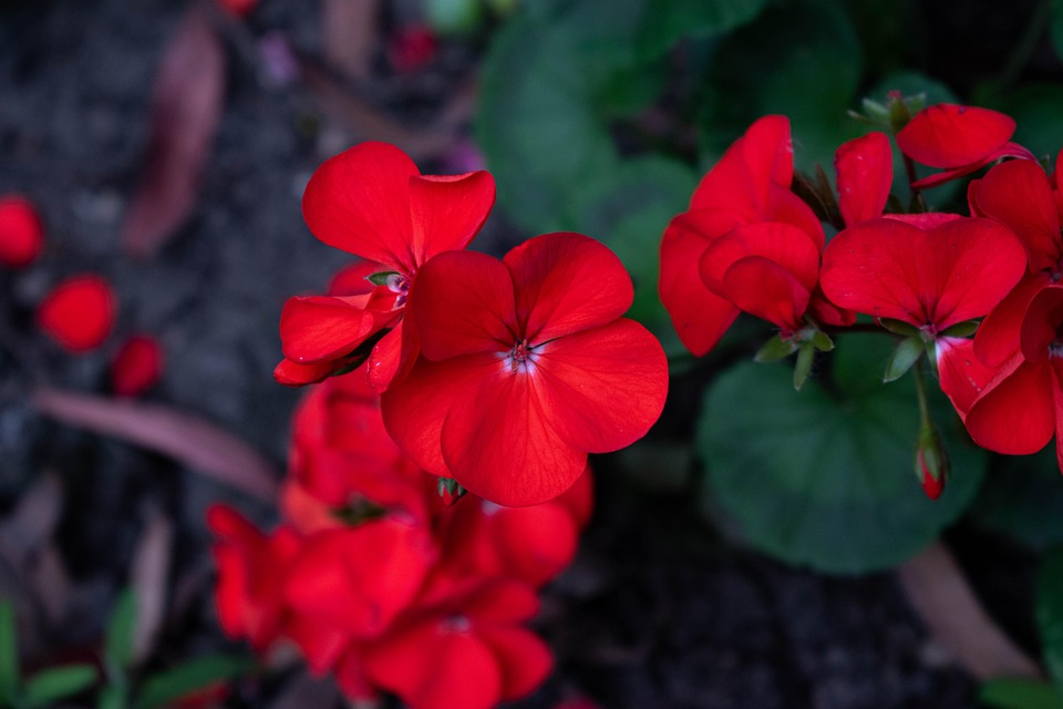 Geraniums Flowers Red - Free photo on Pixabay - Pixabay