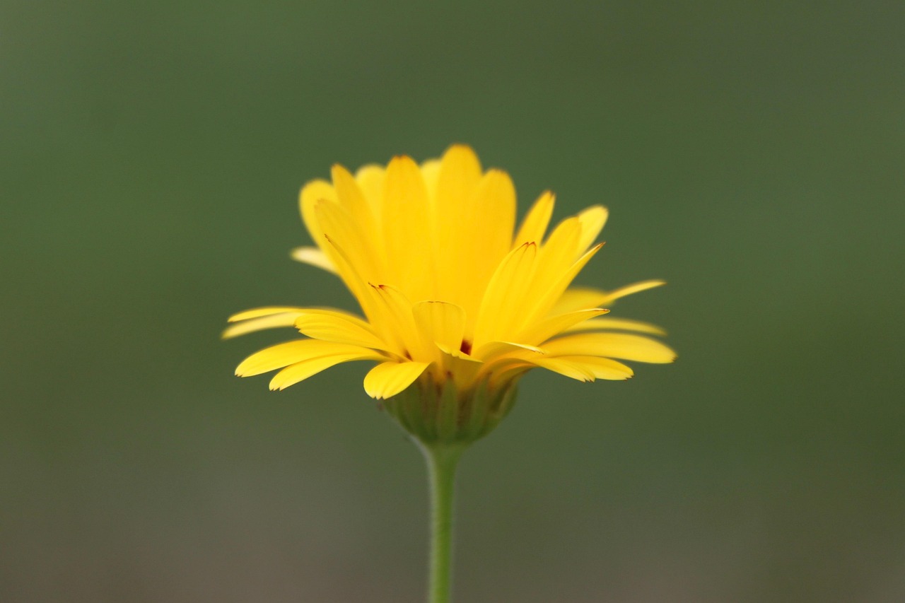 Calêndula Flor Planta Pote - Foto gratuita no Pixabay - Pixabay