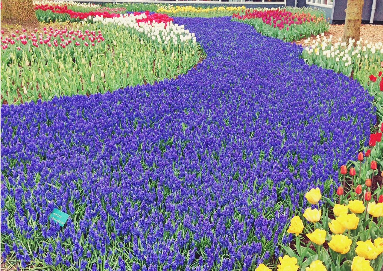 Tulpen Blumen Garten - Kostenloses Foto auf Pixabay - Pixabay