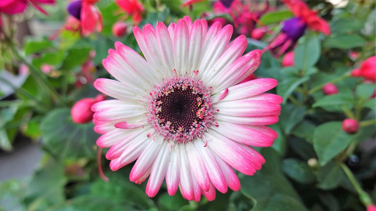 Flower Coloured - Free photo on Pixabay - Pixabay