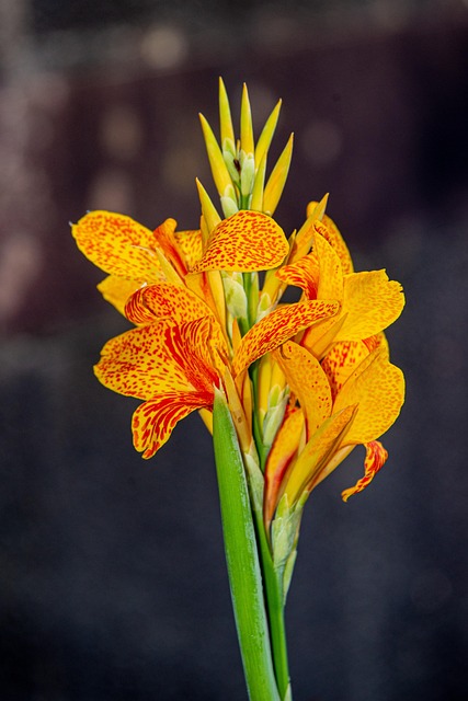 Canna Lilies Flower Cannas - Free photo on Pixabay - Pixabay