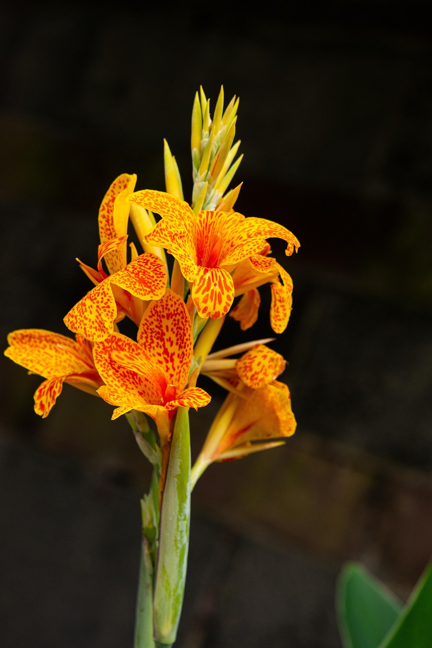 Canna Lilies Flower Cannas - Free photo on Pixabay