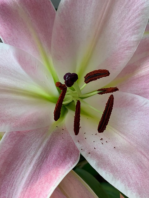 Lys Fleur Fleurir - Photo gratuite sur Pixabay - Pixabay